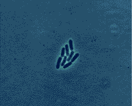 Microbiology GIF - Find on GIFER