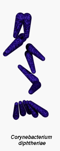 Bacteria GIF - Find on GIFER