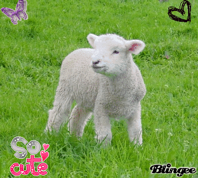 Lamb GIF - Find on GIFER