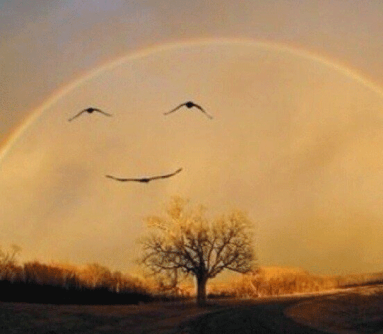 Astraea delta GIF - Find on GIFER