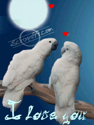 Affection GIF - Find on GIFER