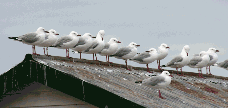 Seagull GIF - Find on GIFER