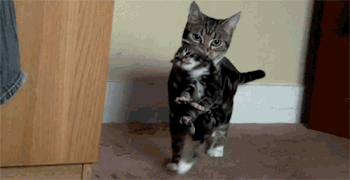 Гифка кот котик кошка гиф картинка, скачать анимированный gif на GIFER от Ga