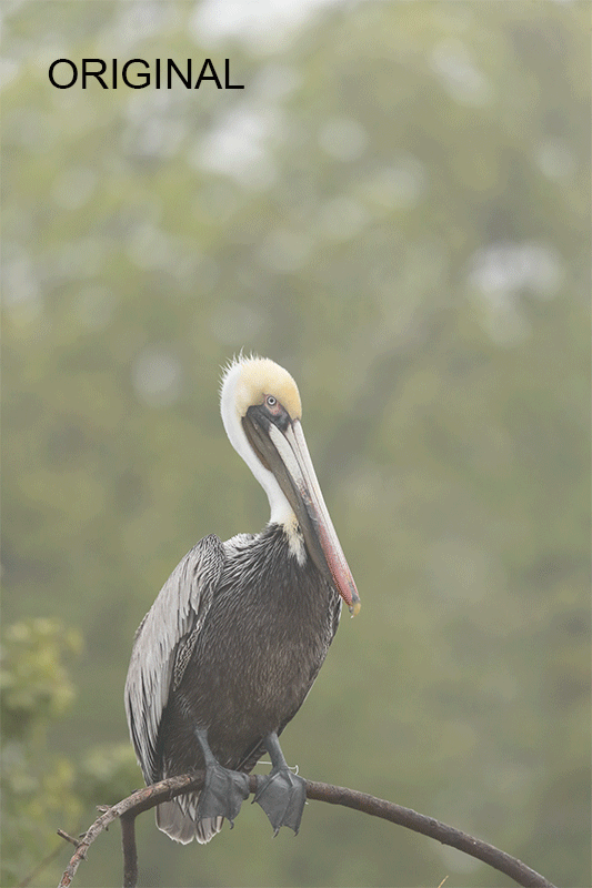 Pelican GIF - Find on GIFER