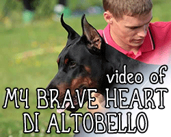 GIF speeding car crash - animated GIF on GIFER