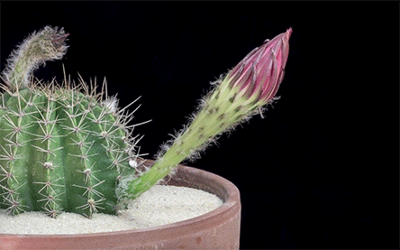 Botany cactus flower GIF - Find on GIFER