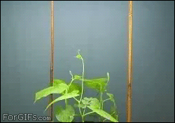 Botany horned katydid science GIF - Find on GIFER