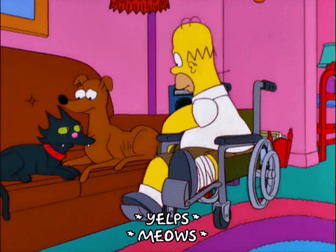 GIF cat homer simpson dog - animated GIF on GIFER