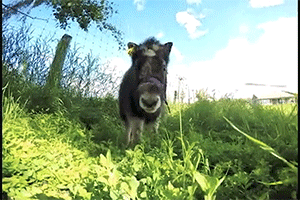 Musk ox fun summer GIF - Find on GIFER