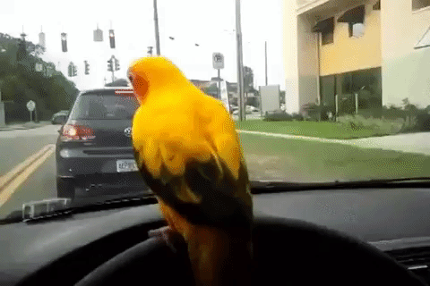 Nickelodeon bunsen is a beast GIF - Find on GIFER