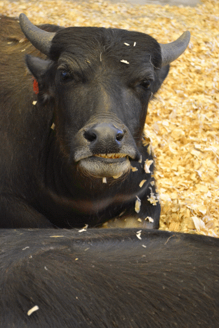 Chewing GIF - Find on GIFER