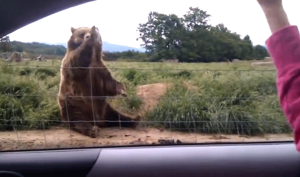 Hello dear GIF - Find on GIFER