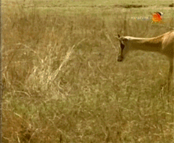 Leopard crouching hiden GIF - Find on GIFER