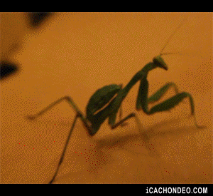Funny wtf crazy GIF - Find on GIFER