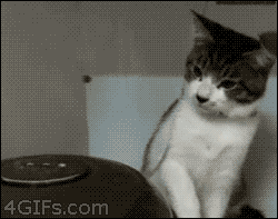 GIF cats eachother - animated GIF on GIFER