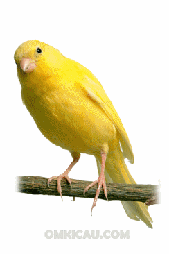 Nightingale GIF - Find on GIFER