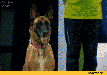 Competition GIF - Find on GIFER