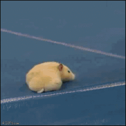 GIF pota - animated GIF on GIFER