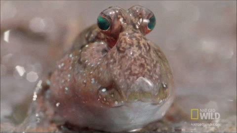 Mudskipper blink GIF - Find on GIFER