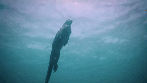 Giant monster GIF - Find on GIFER
