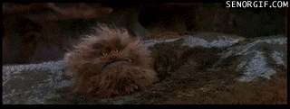 Ostia cat GIF - Find on GIFER