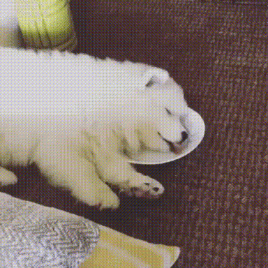 GIF doggo - animated GIF on GIFER