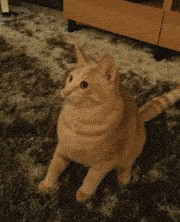 GIF cat awwgifs - animated GIF on GIFER