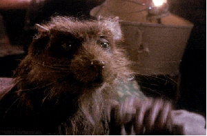 Donatello GIF - Find on GIFER