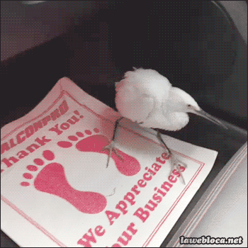 Angry heron GIF - Find on GIFER
