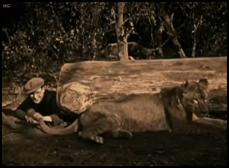Totem GIF - Find on GIFER