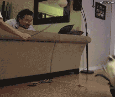 Cat karate dropkick GIF - Find on GIFER