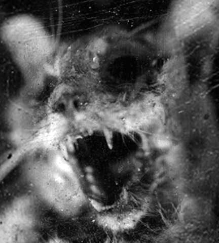 Reblorg GIF - Find on GIFER