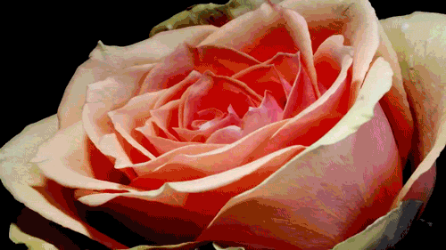 Rose GIF - Find on GIFER