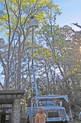 Home tree service GIF - Find on GIFER