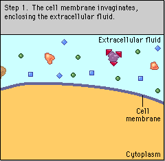 Cell GIF - Find on GIFER