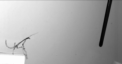 GIF zoology - animated GIF on GIFER