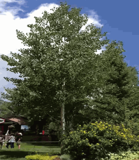 Tree GIF - Find on GIFER