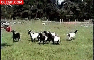 GIF nba power back - animated GIF on GIFER