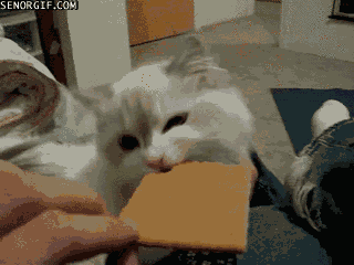 Гифка cracker котик кошка гиф картинка, скачать gif на GIFER