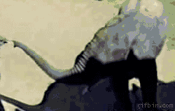 Yoink GIF - Find on GIFER