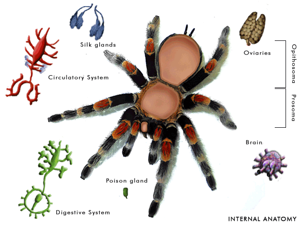 Anatomy GIF - Find on GIFER