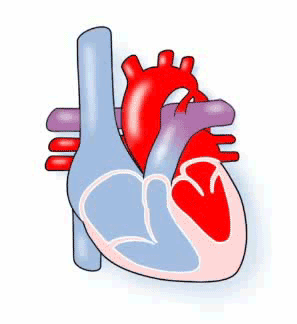The normal heart GIF - Find on GIFER