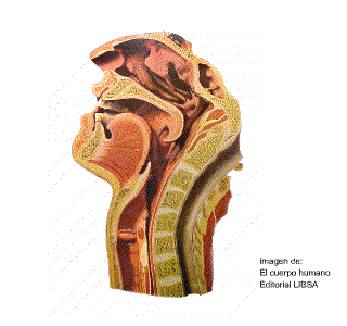 Anatomy GIF - Find on GIFER