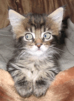 GIF cat - animated GIF on GIFER