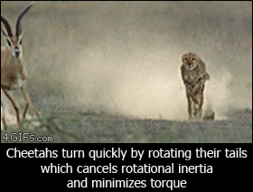 GIF inertia cheetah torque - animated GIF on GIFER