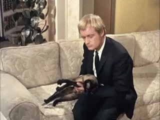 The man from uncle cat illya kuryakin GIF - Find on GIFER