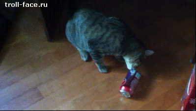 Cat coke habit GIF - Find on GIFER