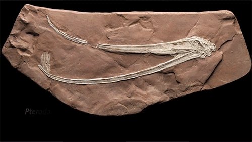 Fossil pterosaurs science GIF - Find on GIFER