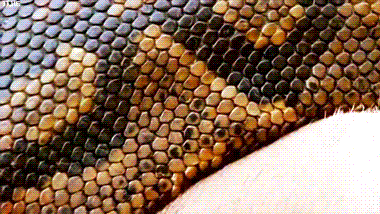 Snake python scales GIF - Find on GIFER