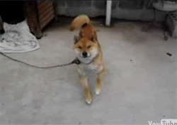 Shiba dancer GIF - Find on GIFER
